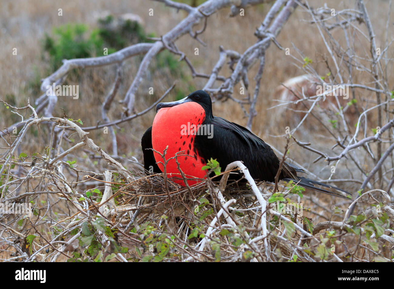 Red Gular Pouch, Frigatebirds, Fregatidae, Fregata, North Seymour ...