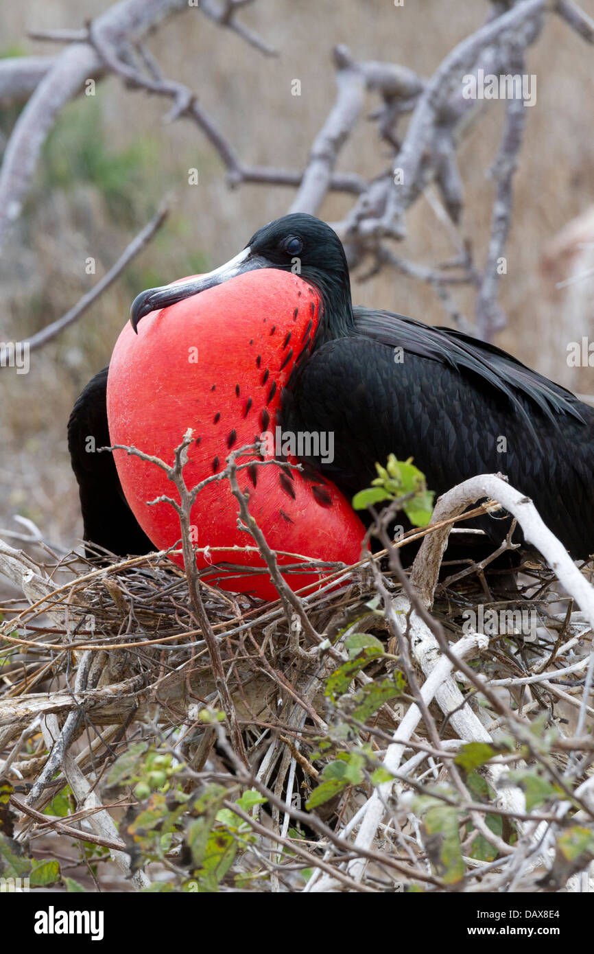 Red Gular Pouch, Frigatebirds, Fregatidae, Fregata, North Seymour ...