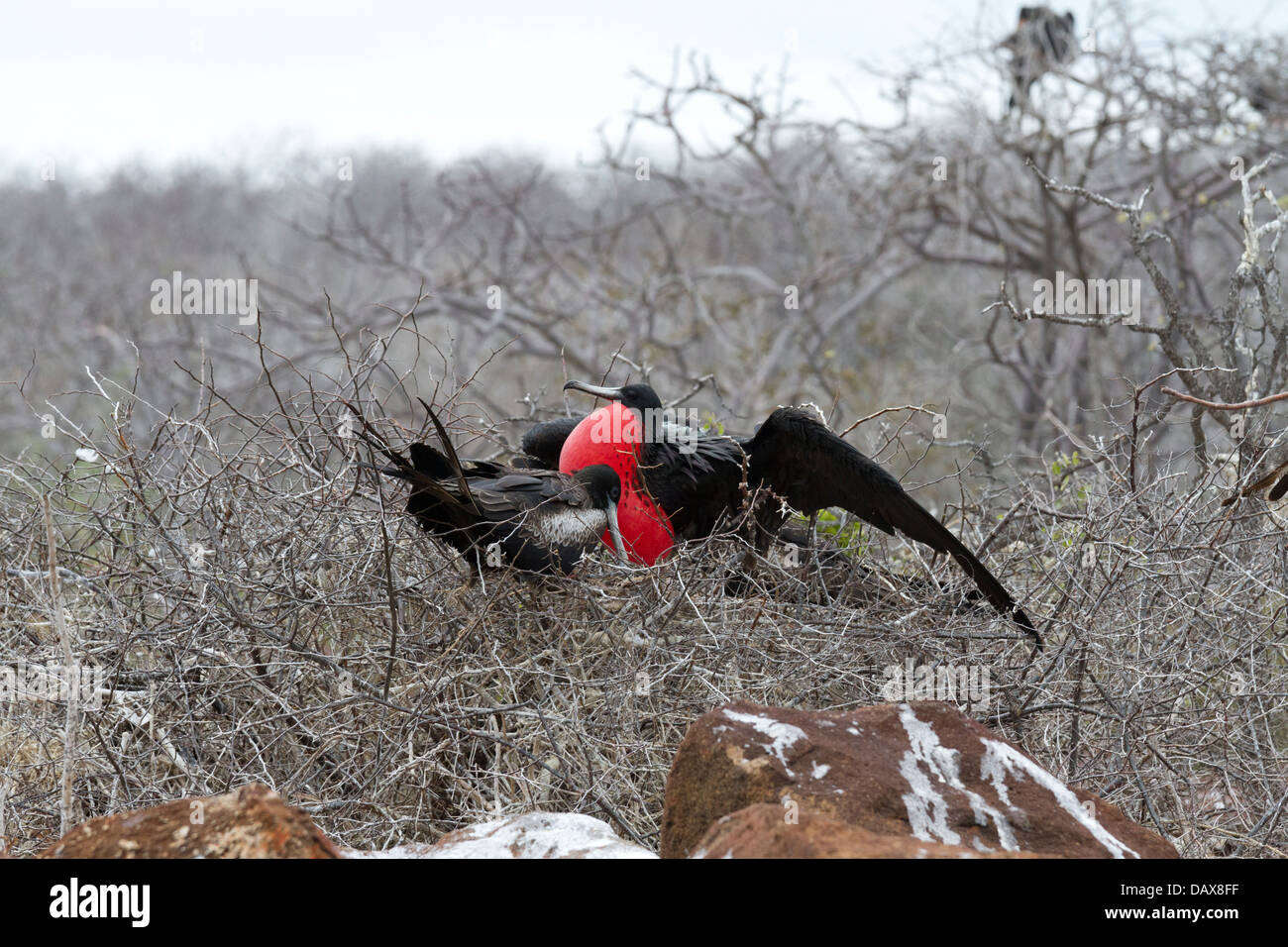 Red Gular Pouch, Frigatebirds, Fregatidae, Fregata, North Seymour ...