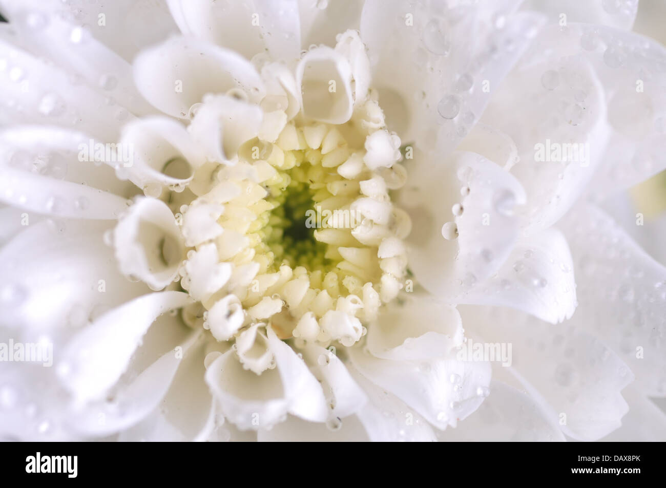 Close up closeup daisy dew hi-res stock photography and images - Alamy