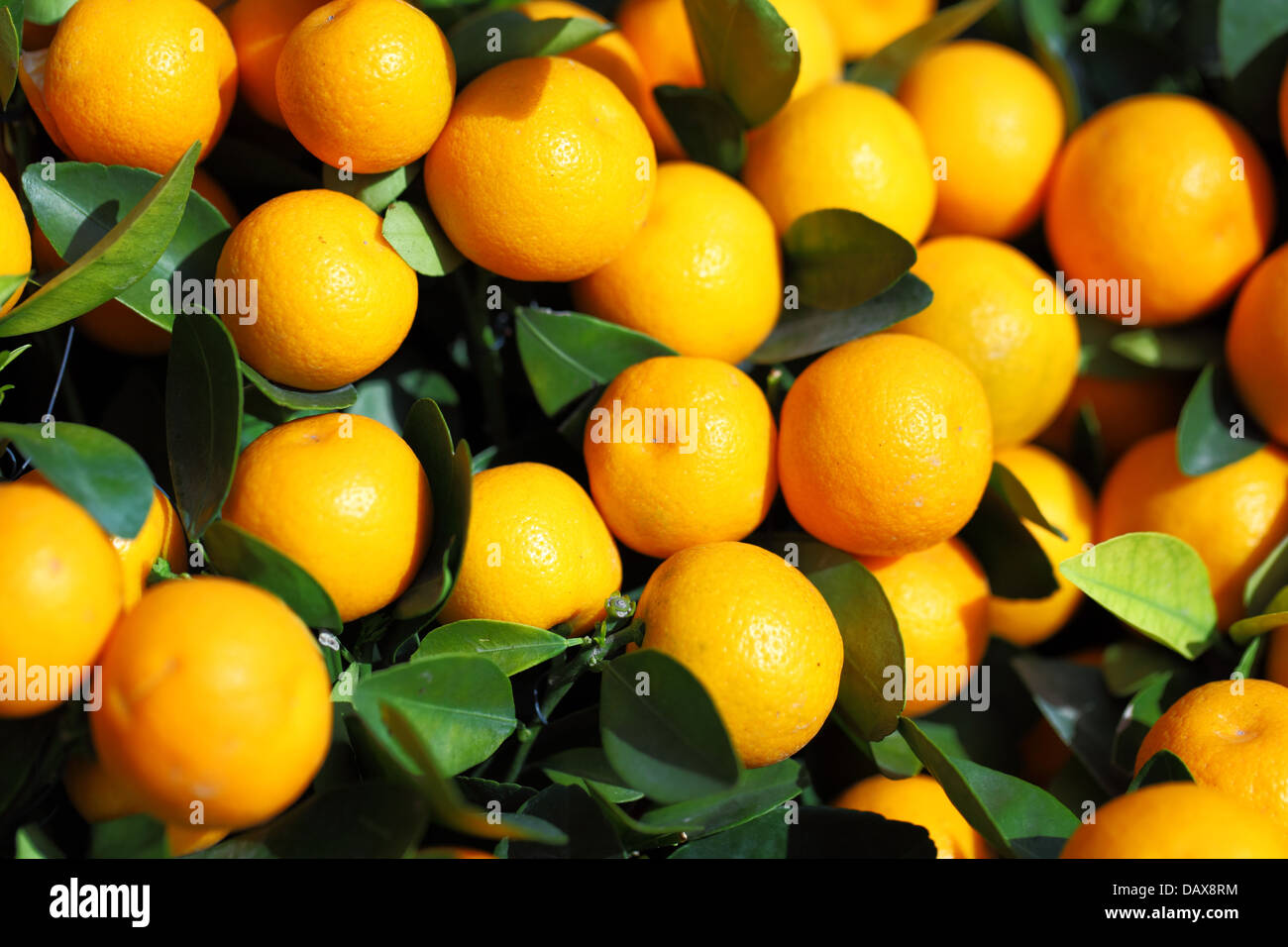 Citrus Fruit in Chinese New Year Stock Photo - Alamy