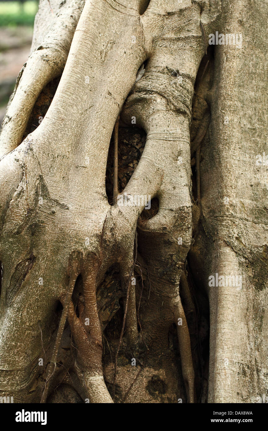 Root network tree hi-res stock photography and images - Alamy
