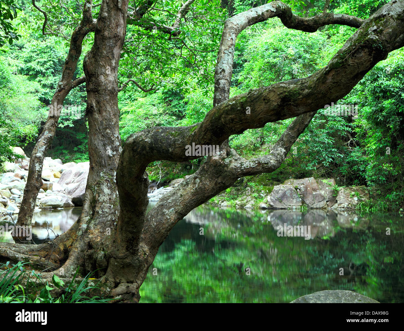 Wet rain forest hi-res stock photography and images - Alamy