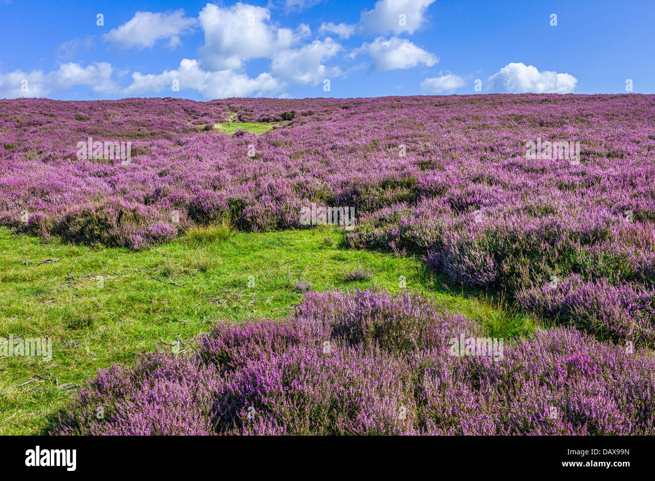 Heather In Full Bloom High Resolution Stock Photography and Images - Alamy