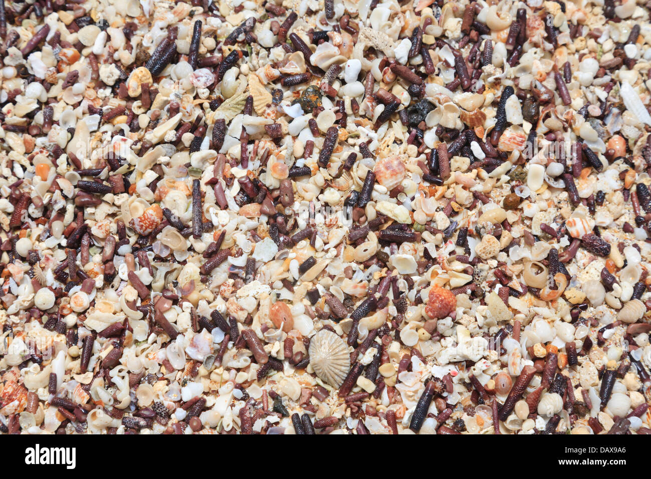 Dead coral hi-res stock photography and images - Alamy