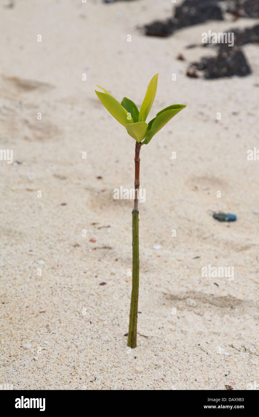 Single Mangrove Plant growing on the beach, Puerto Grande, San ...