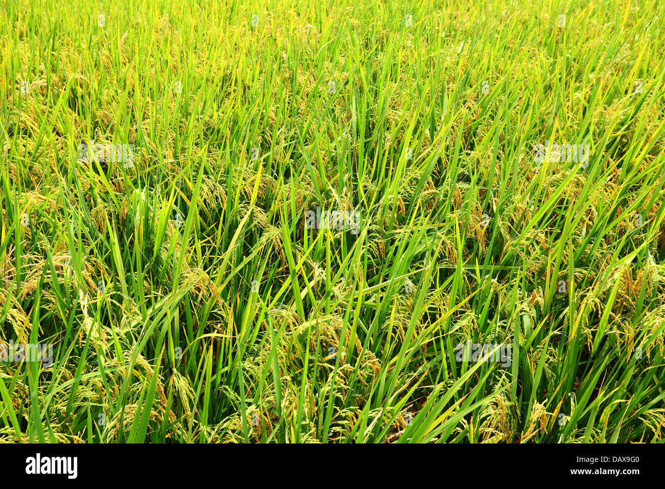 paddy rice in field Stock Photo - Alamy