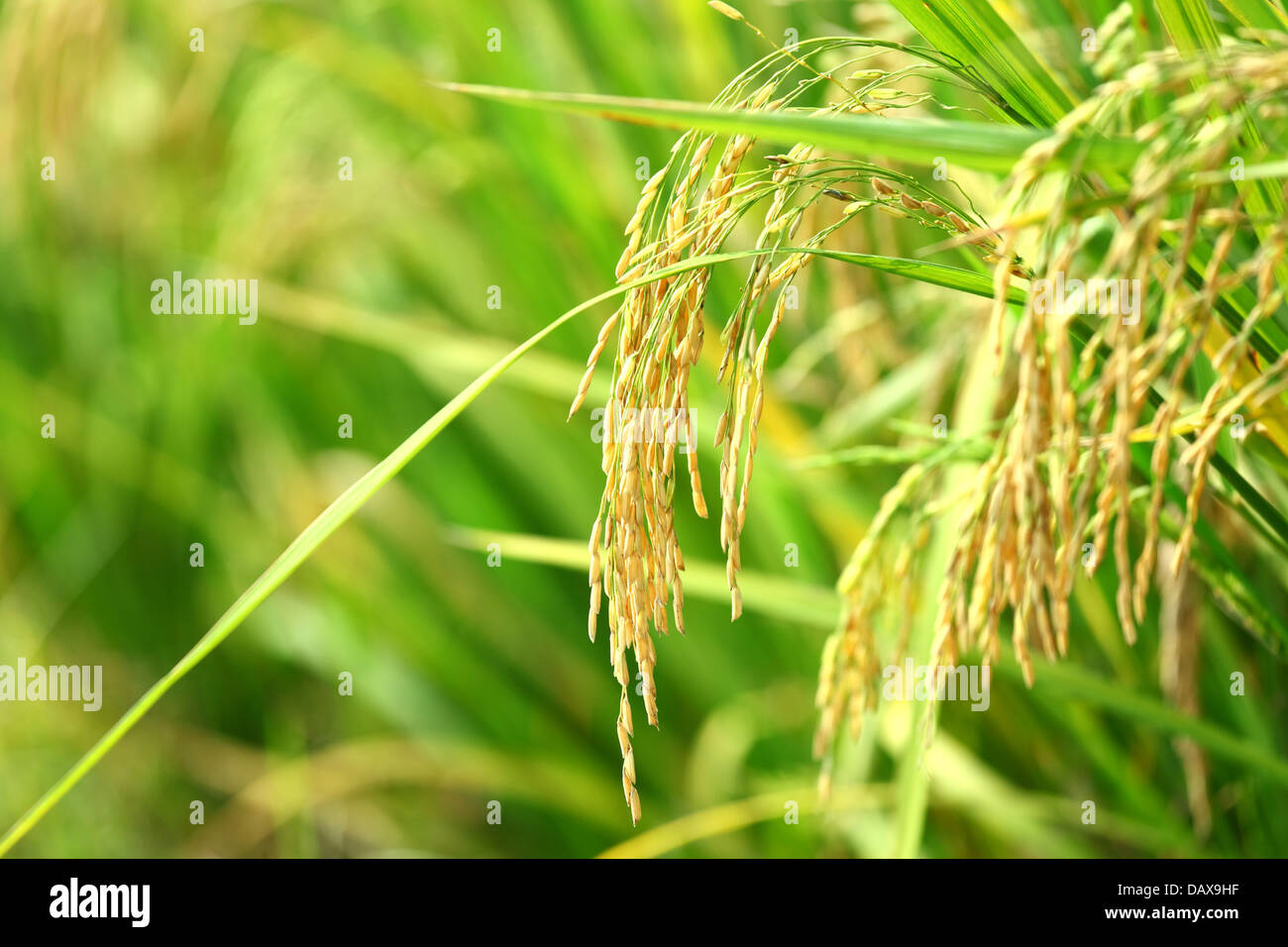 Rural labor art hi-res stock photography and images - Alamy