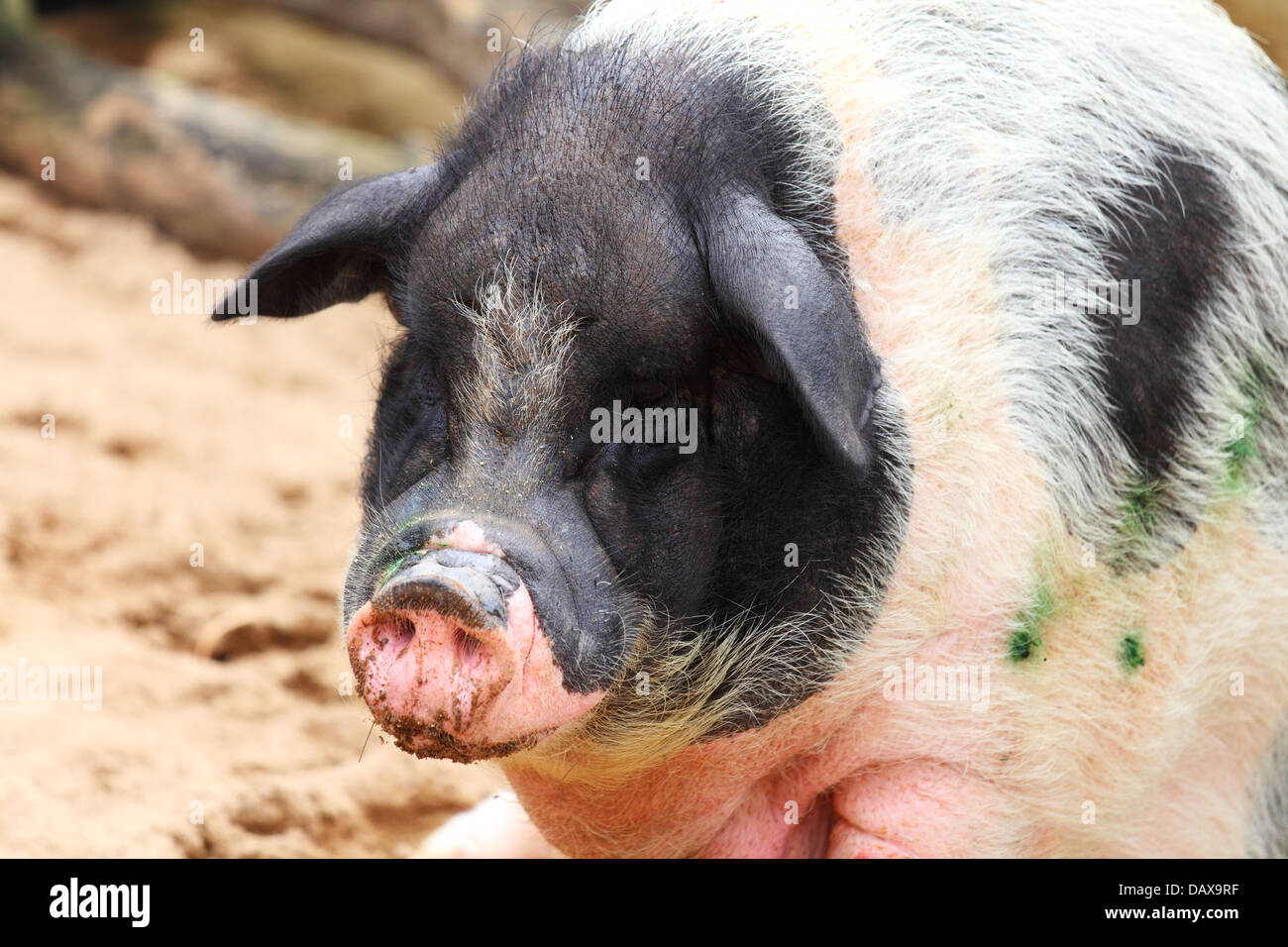Fat belly animal hi-res stock photography and images - Alamy