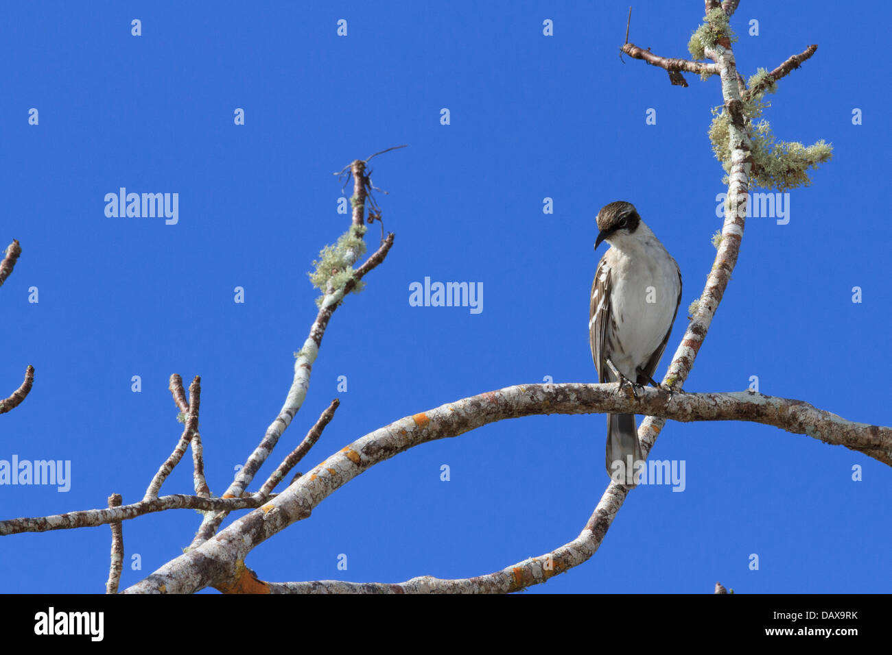 Galapagos Mockingbird, Mimus parvulus, Santa Cruz Island, Galapagos ...