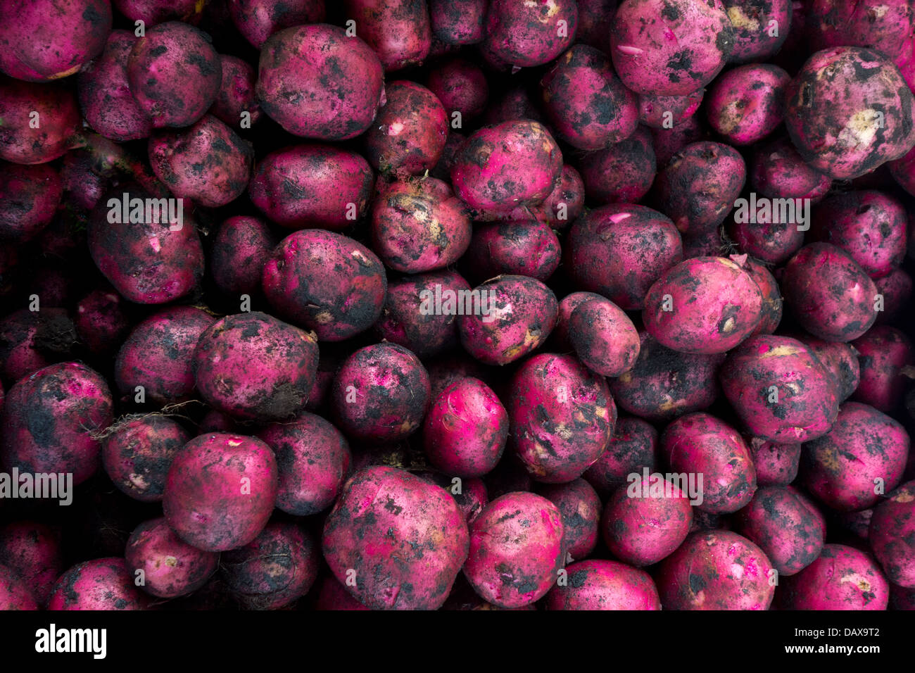 dirty red potatoes Stock Photo - Alamy