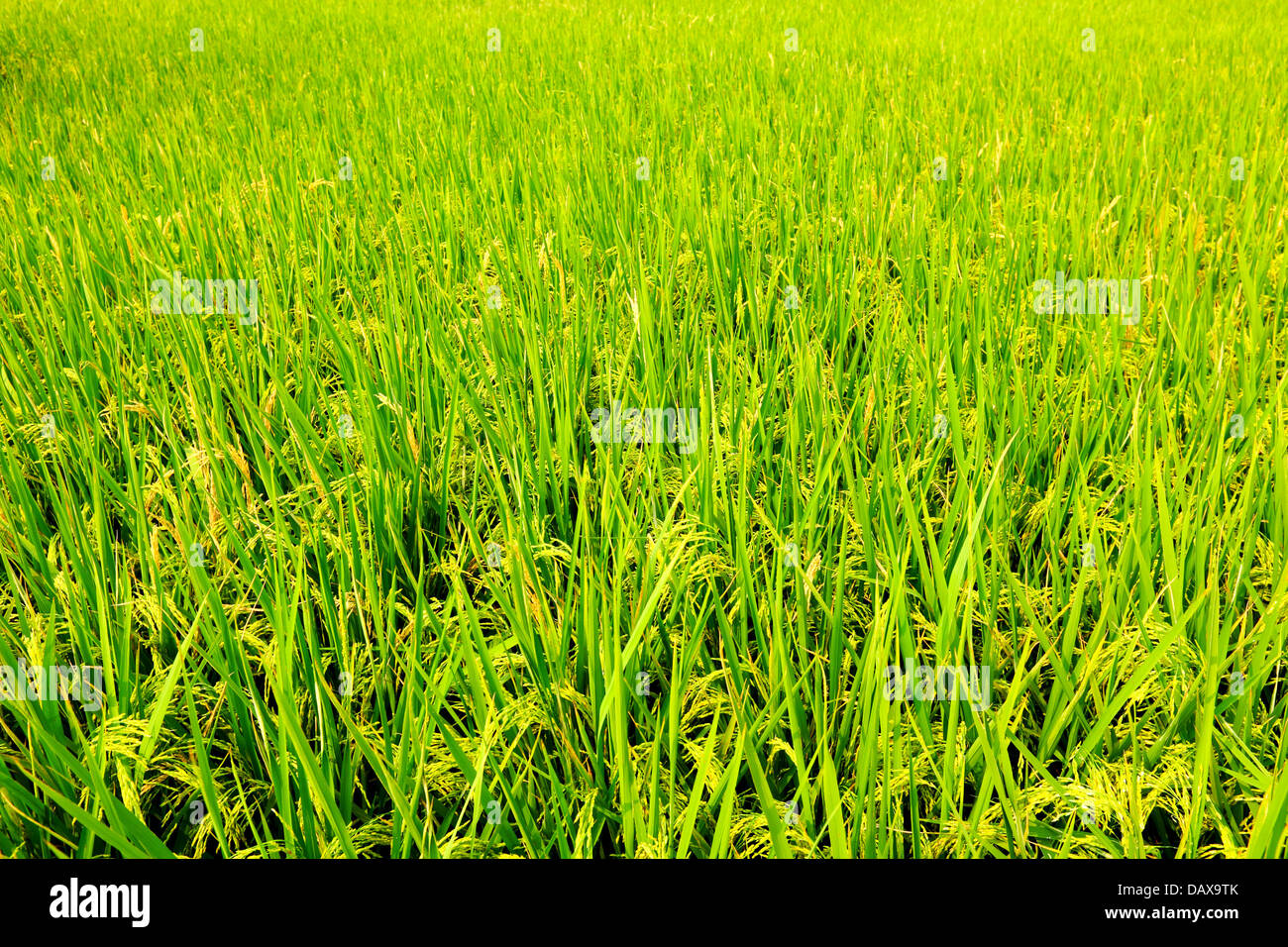 Farming labor art hi-res stock photography and images - Alamy