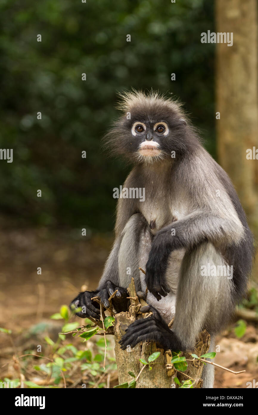 Dusky leaf monkey sitting on a tree stump Stock Photo - Alamy