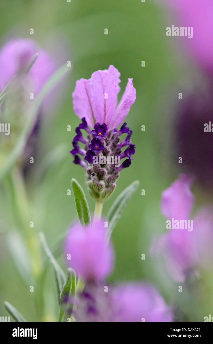 Topped lavender (Lavandula stoechas Stock Photo - Alamy