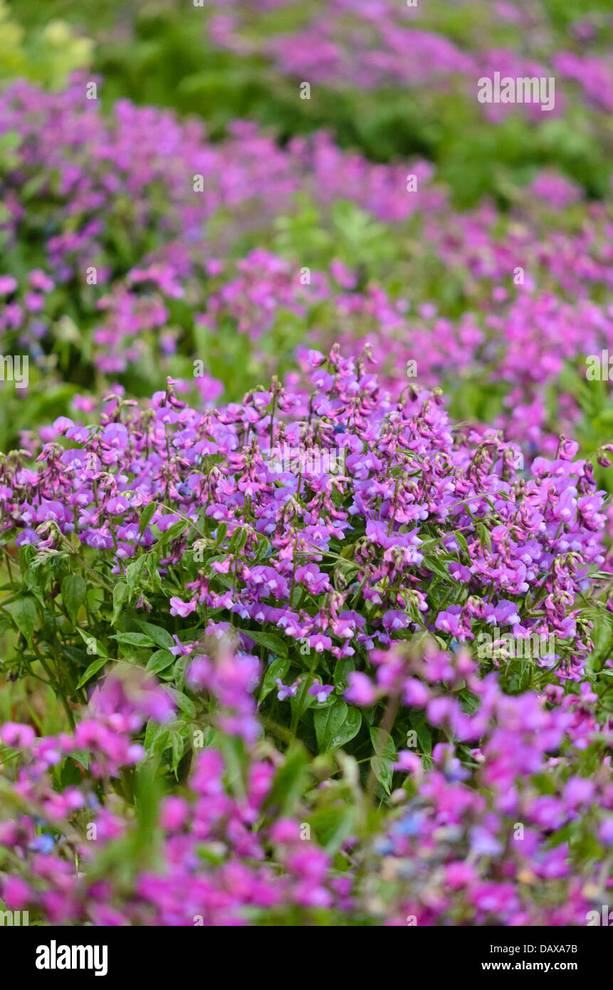 Spring pea (Lathyrus vernus Stock Photo - Alamy