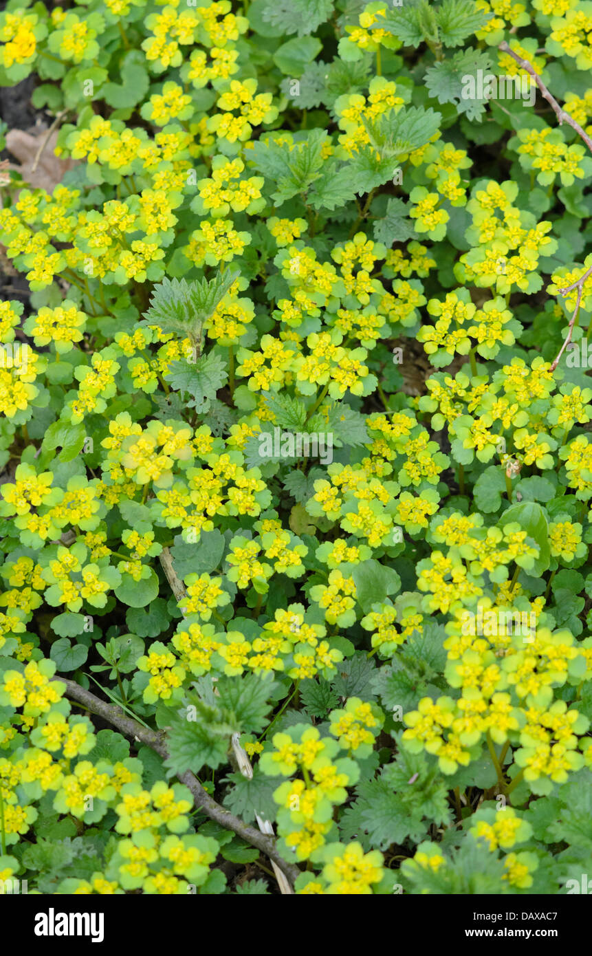 Alternate-leaved golden saxifrage (Chrysosplenium alternifolium Stock ...