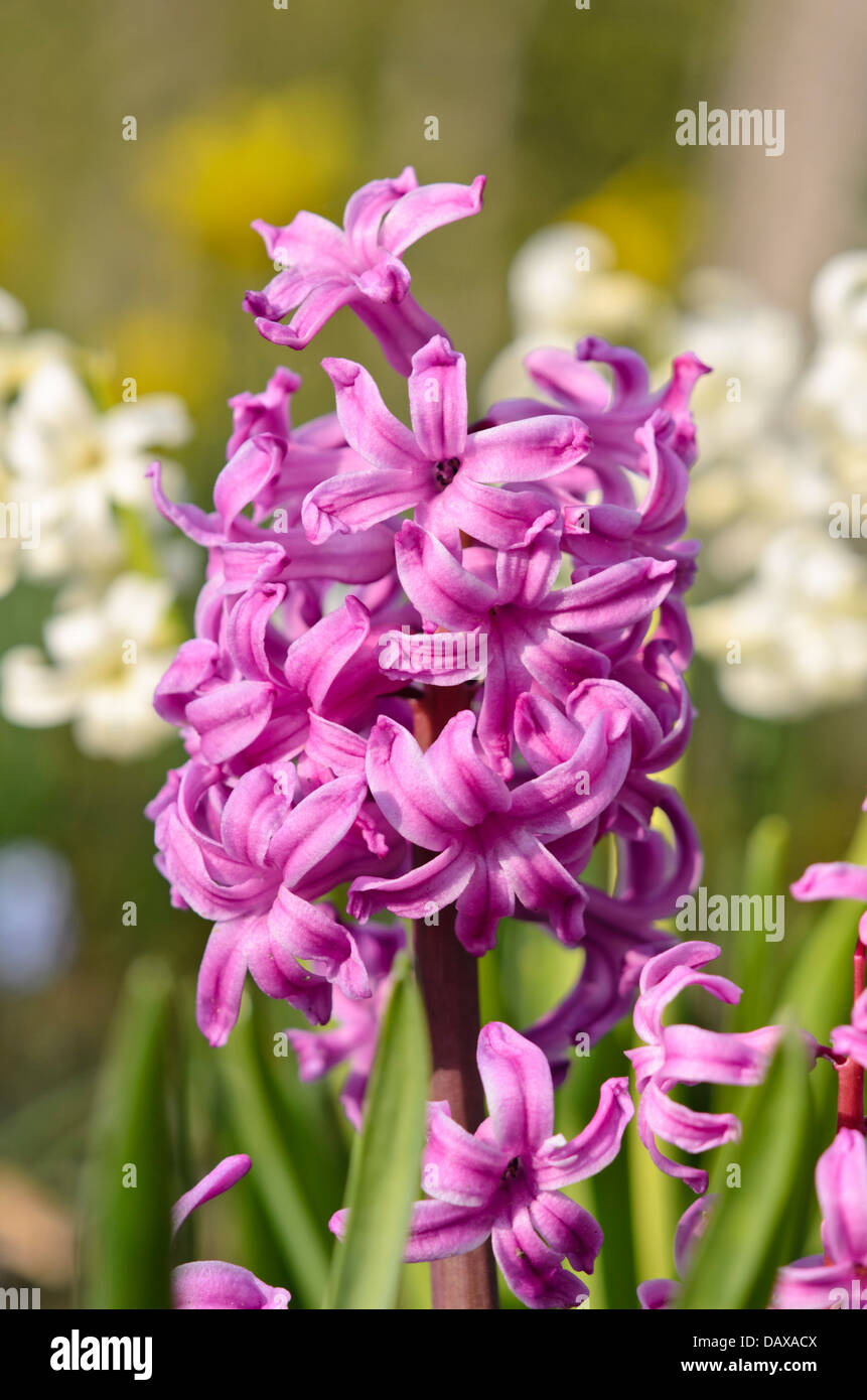 Flora hyacinth hi-res stock photography and images - Alamy