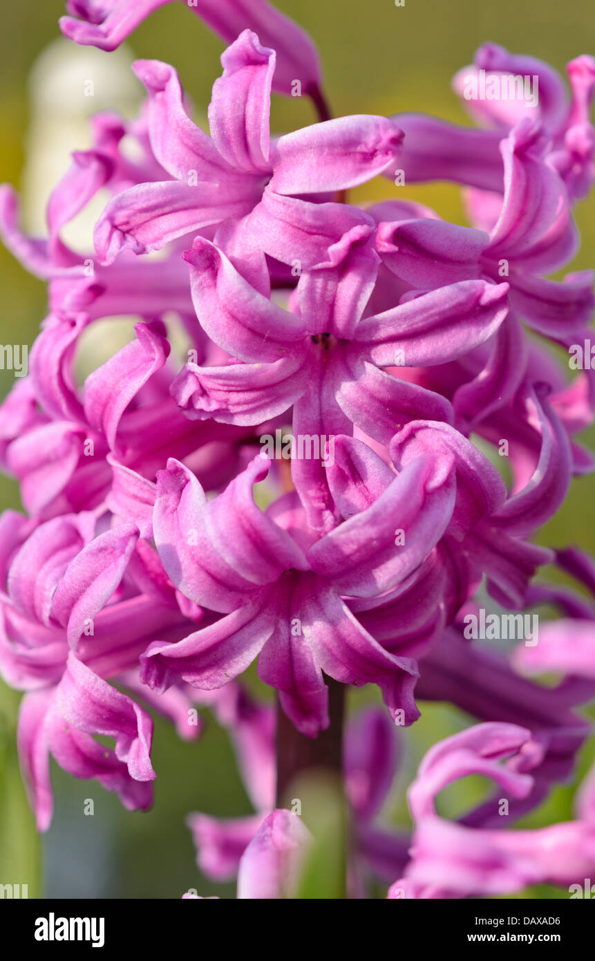 Flora hyacinth hi-res stock photography and images - Alamy