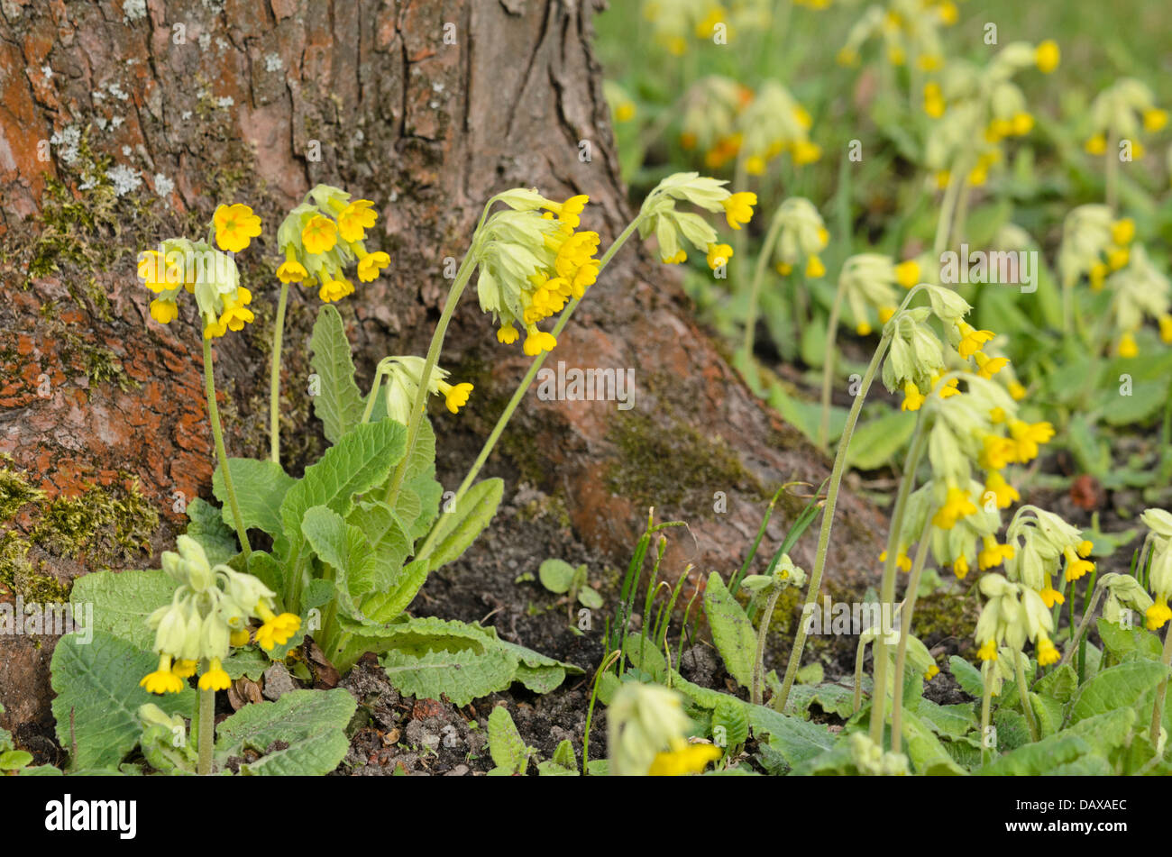 Cowslip (Primula veris Stock Photo - Alamy