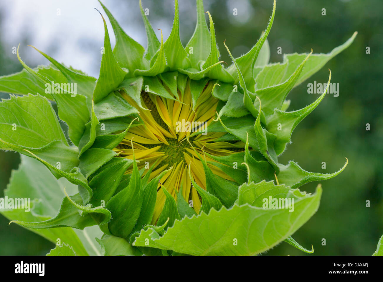 Close-up on a sunflower unripe in a field Stock Photo - Alamy