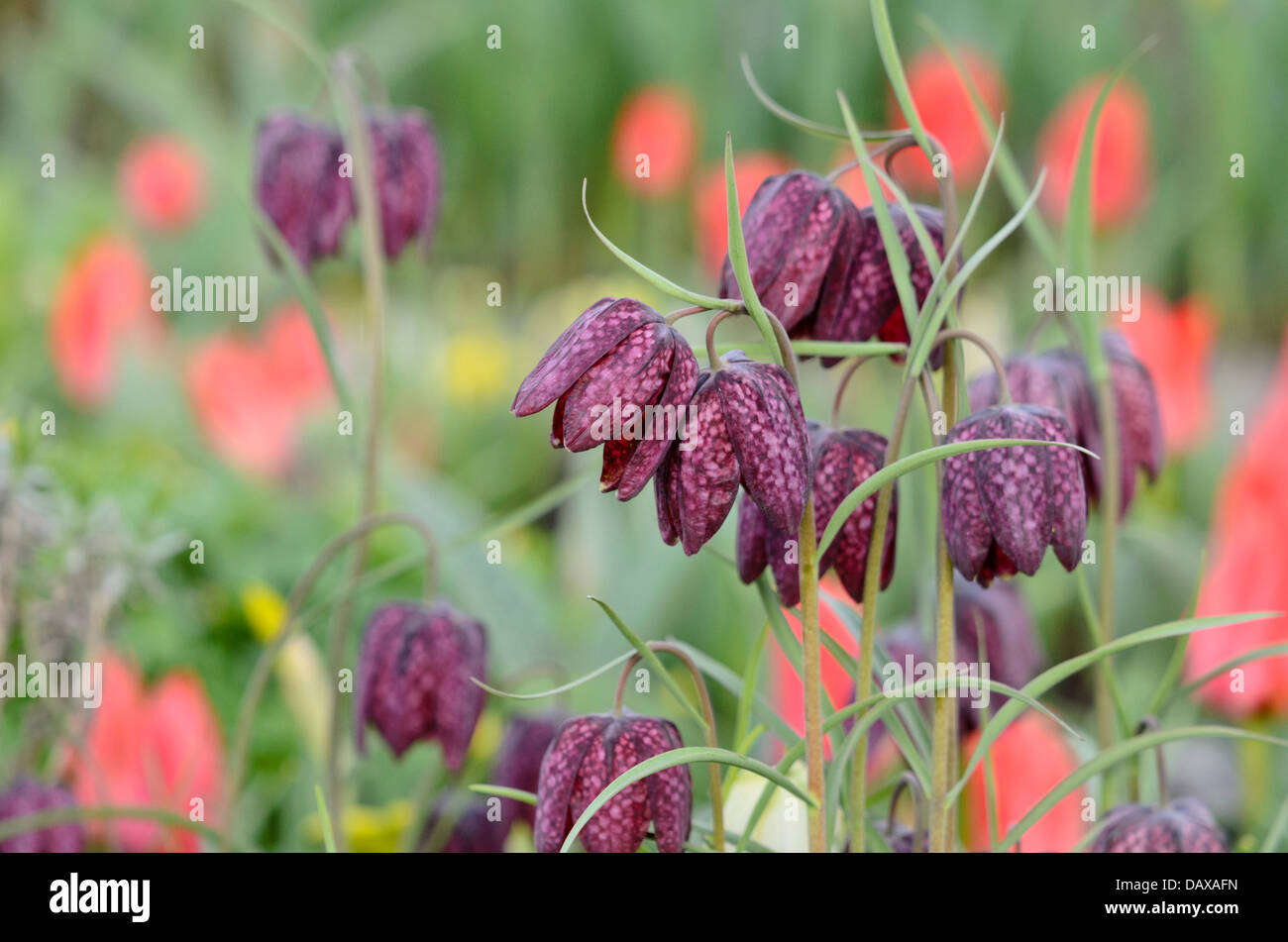 Spring flowering snakes head hi-res stock photography and images - Alamy