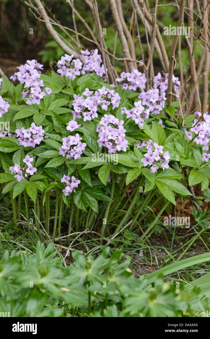 Showy toothwort (Cardamine pentaphyllos Stock Photo - Alamy