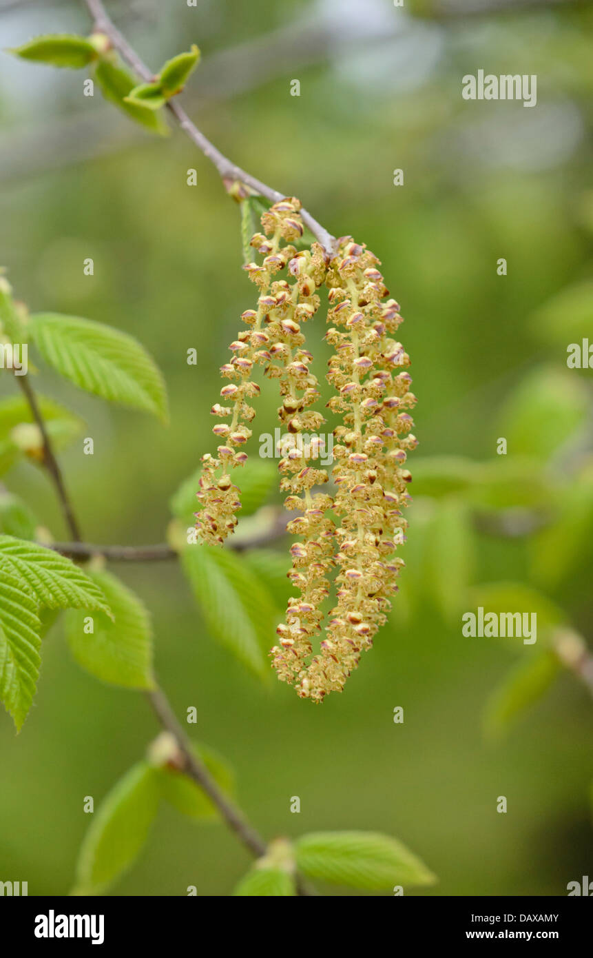 Birch tree flowers hi-res stock photography and images - Alamy