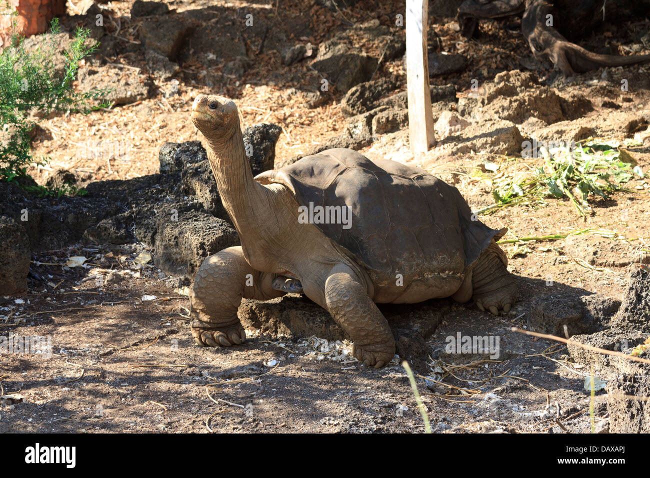 Charles darwin tortoise hi-res stock photography and images - Alamy