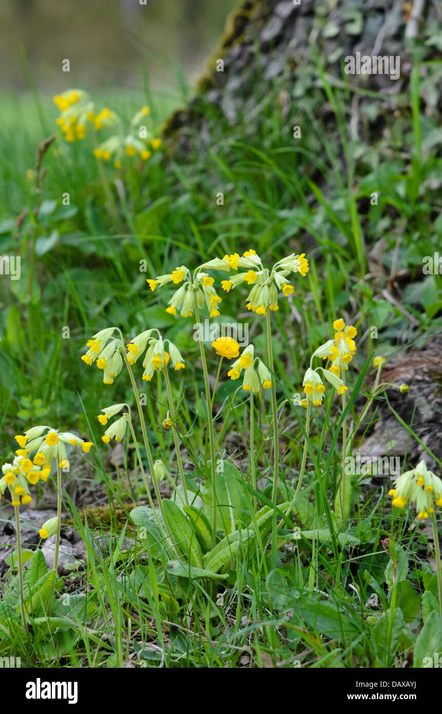 Cowslip (Primula veris Stock Photo - Alamy
