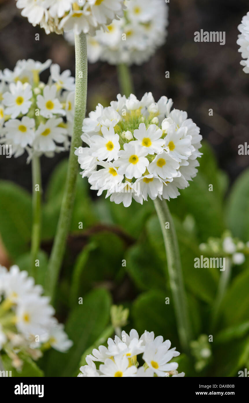 Drumstick primrose (Primula denticulata 'Alba' Stock Photo - Alamy