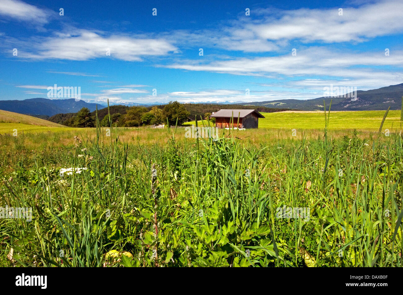 Looking across field of high alpine meadow toward mountains of Northern ...