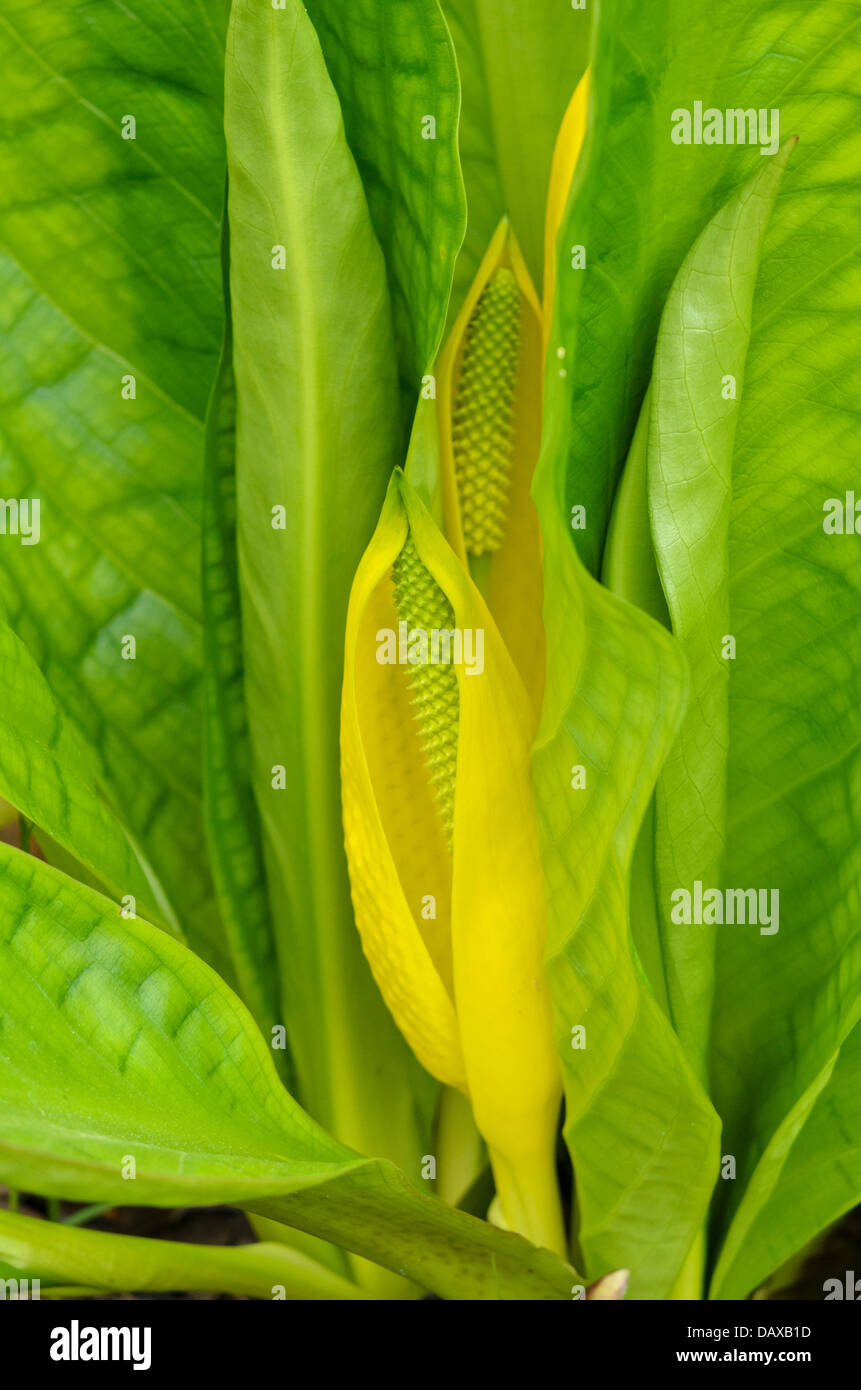 Yellow skunk cabbage (Lysichiton americanus Stock Photo - Alamy