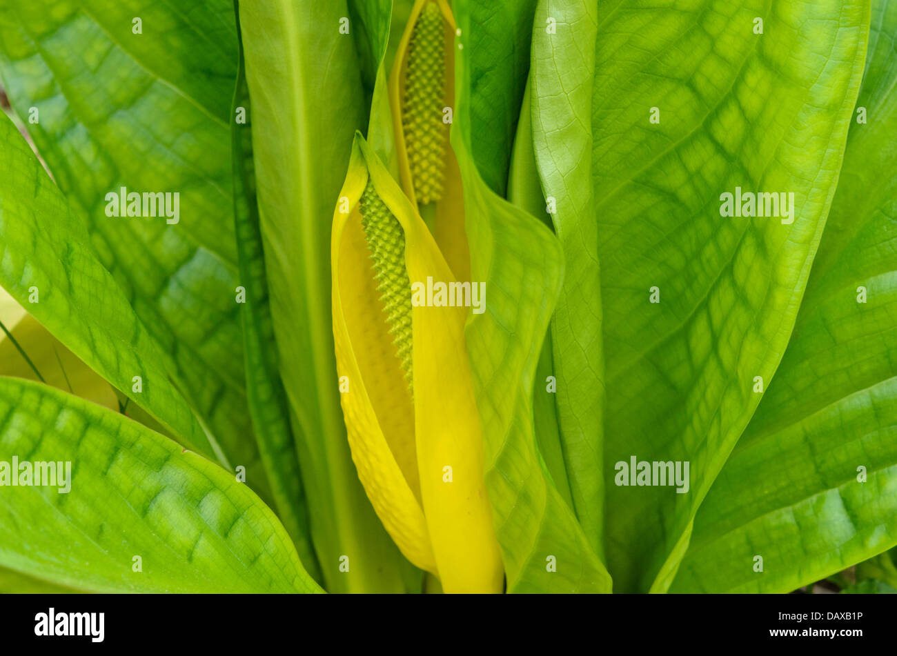 Yellow skunk cabbage (Lysichiton americanus Stock Photo - Alamy