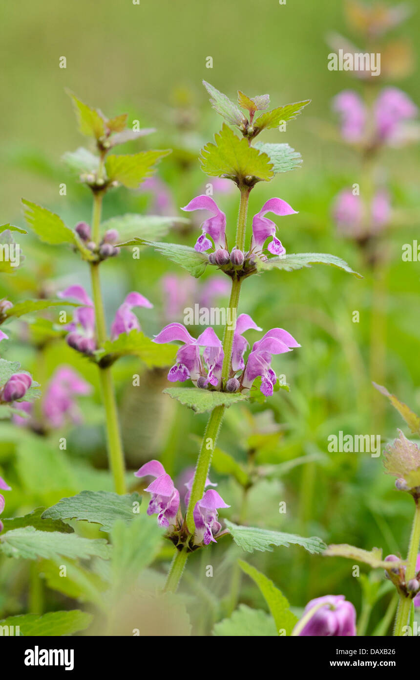 Spotted dead nettle (Lamium maculatum Stock Photo - Alamy