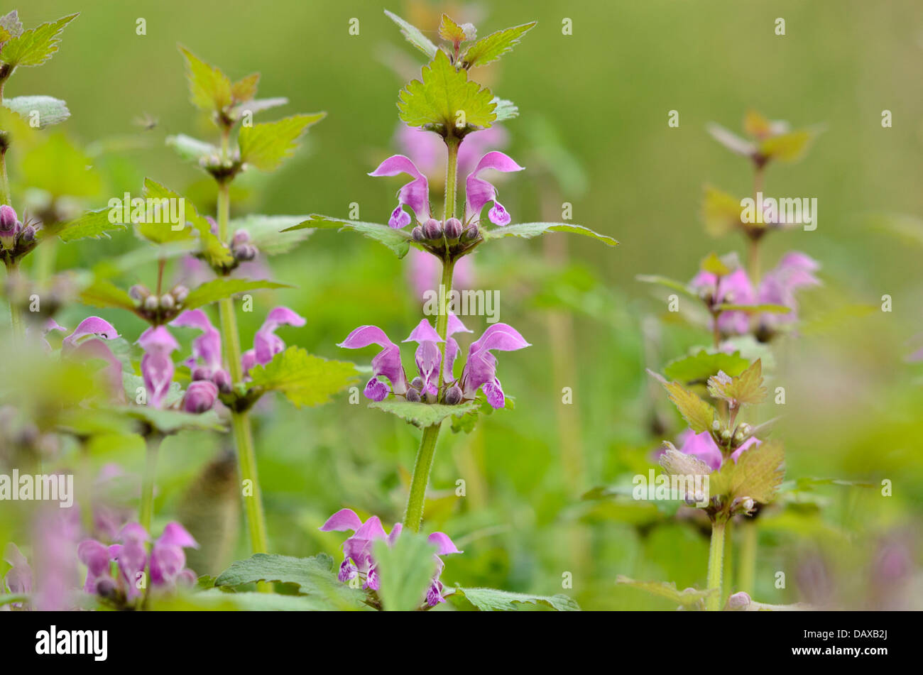 Spotted dead nettle (Lamium maculatum Stock Photo - Alamy