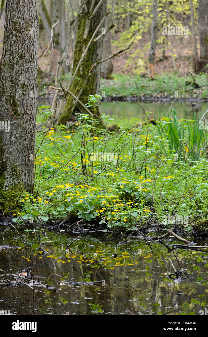 Marsh marigold (Caltha palustris Stock Photo - Alamy