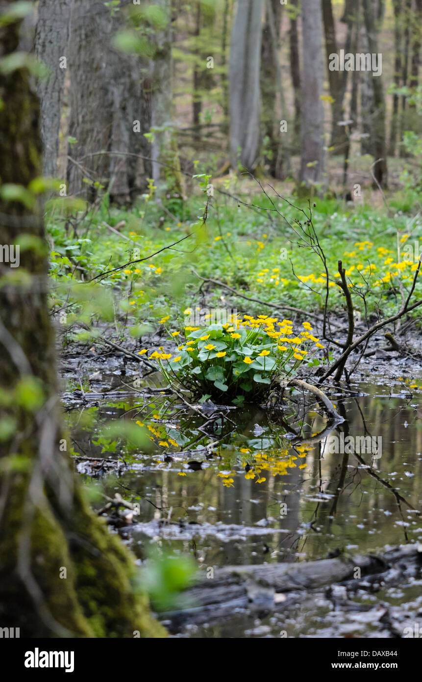Marsh marigold (Caltha palustris Stock Photo - Alamy