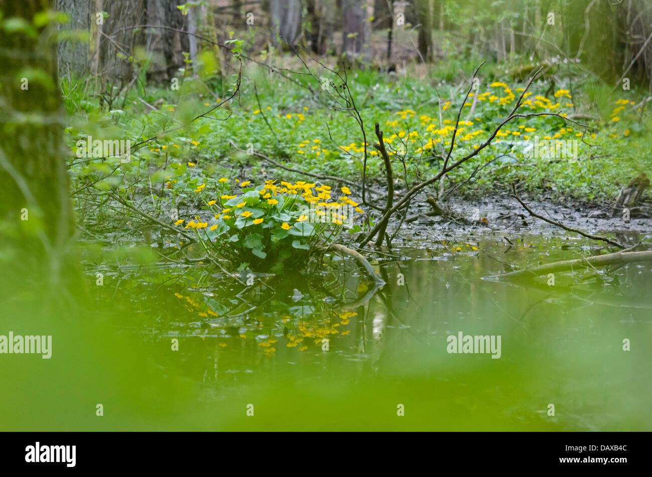 Marsh marigold caltha palustris hi-res stock photography and images - Alamy