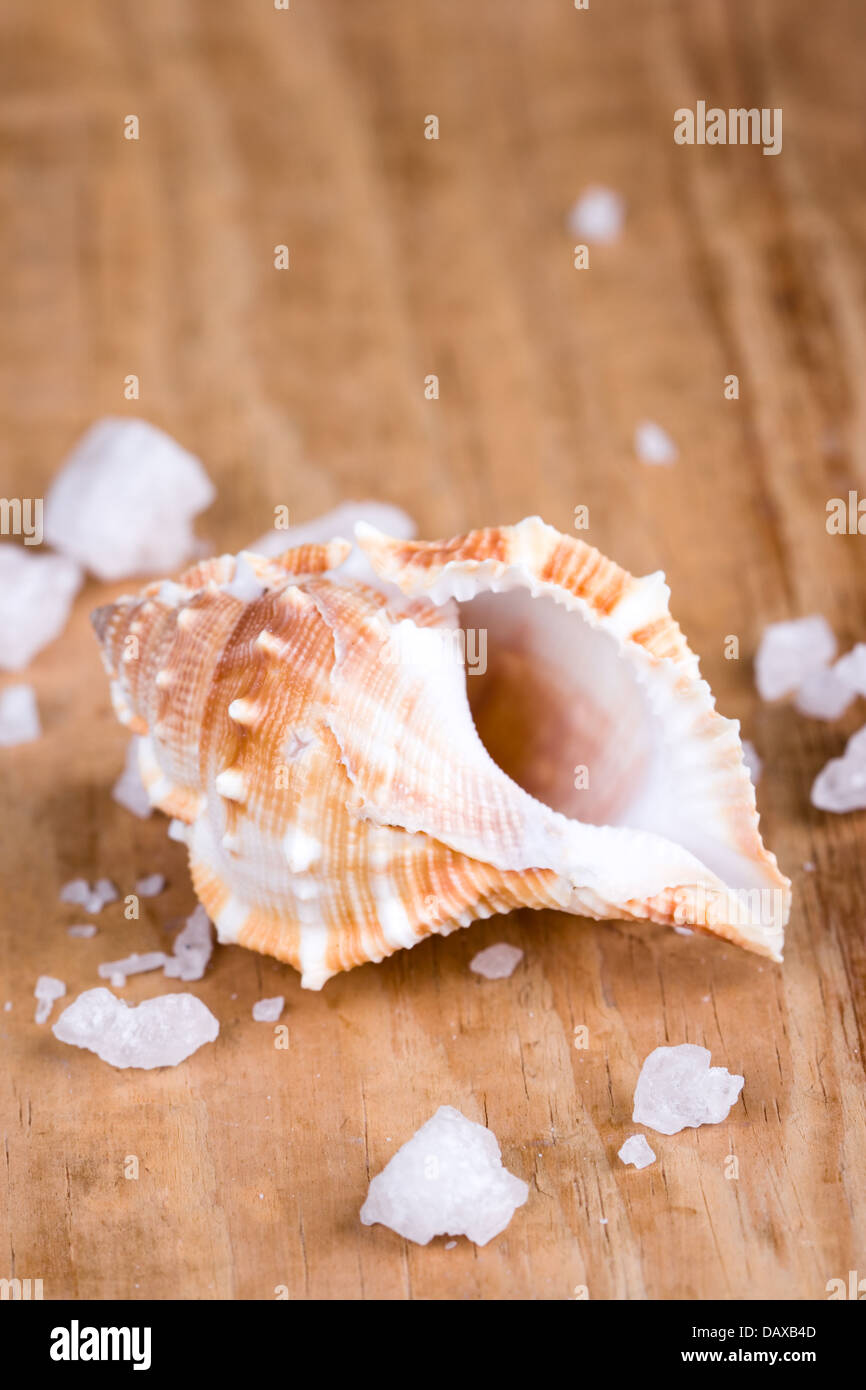 seashell and salt Stock Photo - Alamy