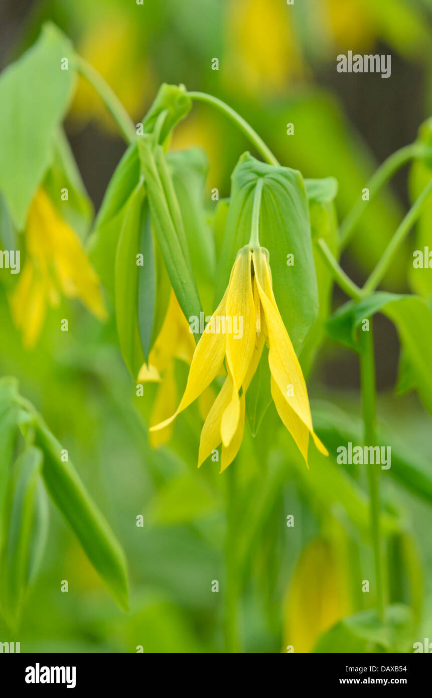 Large-flowered bellwort (Uvularia grandiflora Stock Photo - Alamy