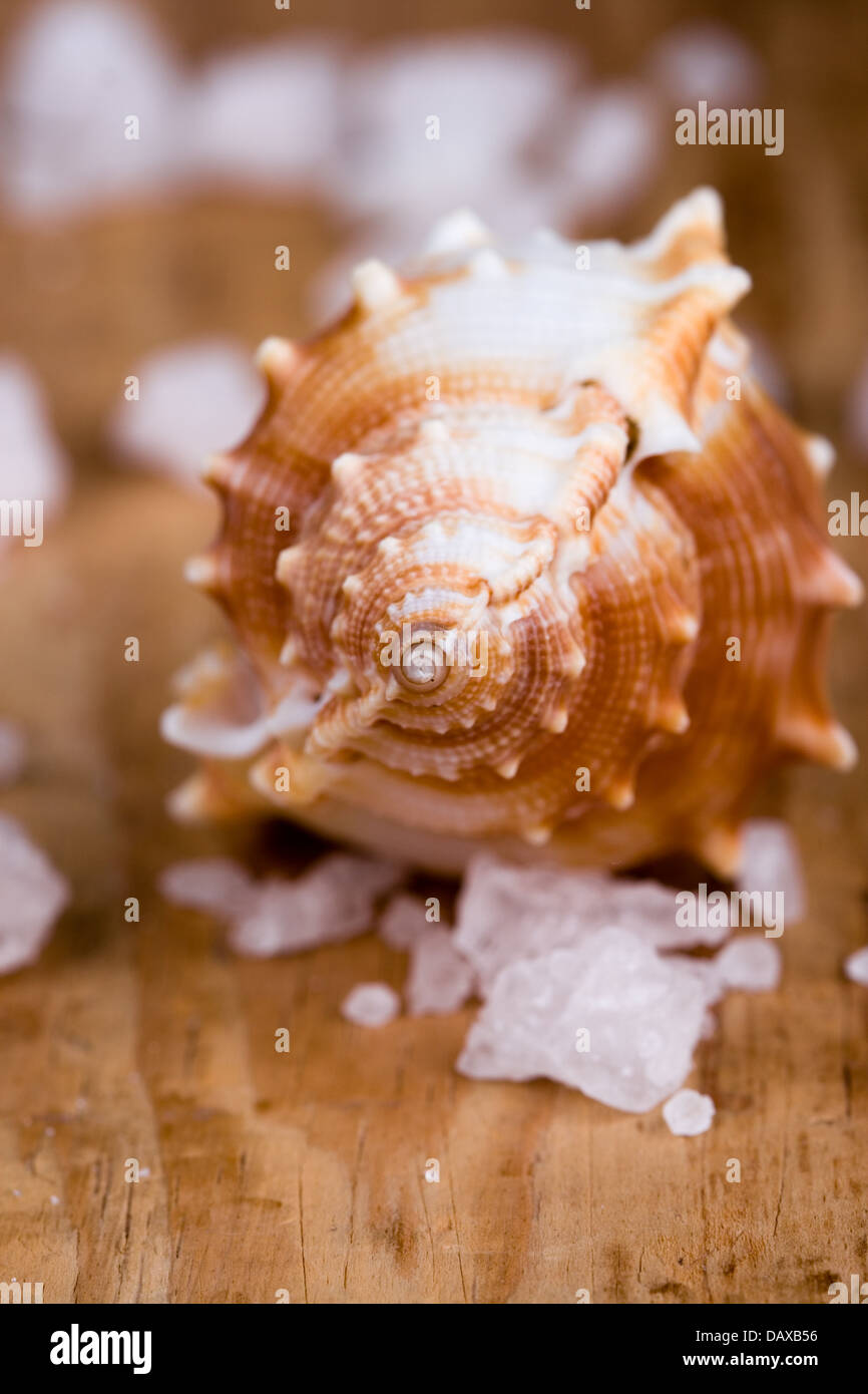 seashell and salt Stock Photo - Alamy
