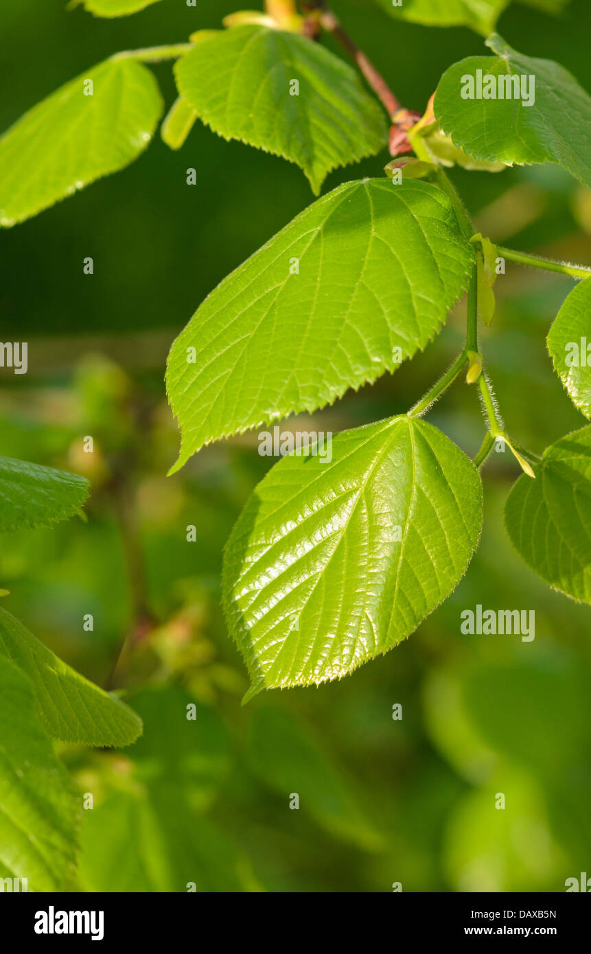 Weeping silver lime (Tilia petiolaris Stock Photo - Alamy