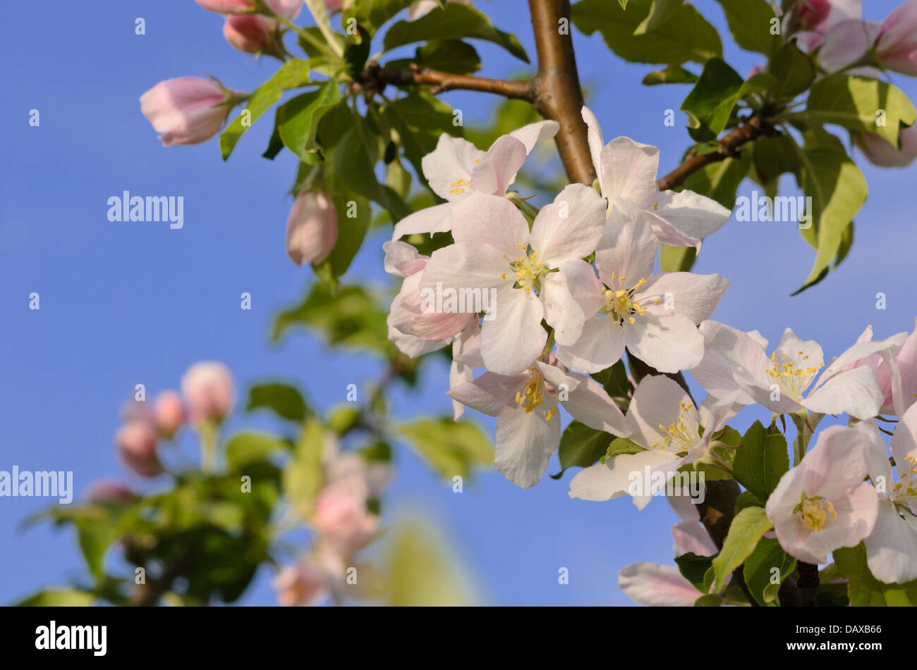 Asian wild apple (Malus sieversii Stock Photo - Alamy