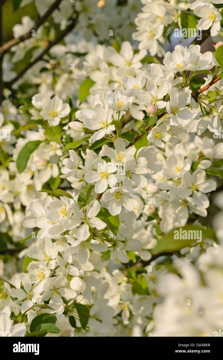 Flowering crabapple trees hi-res stock photography and images - Alamy