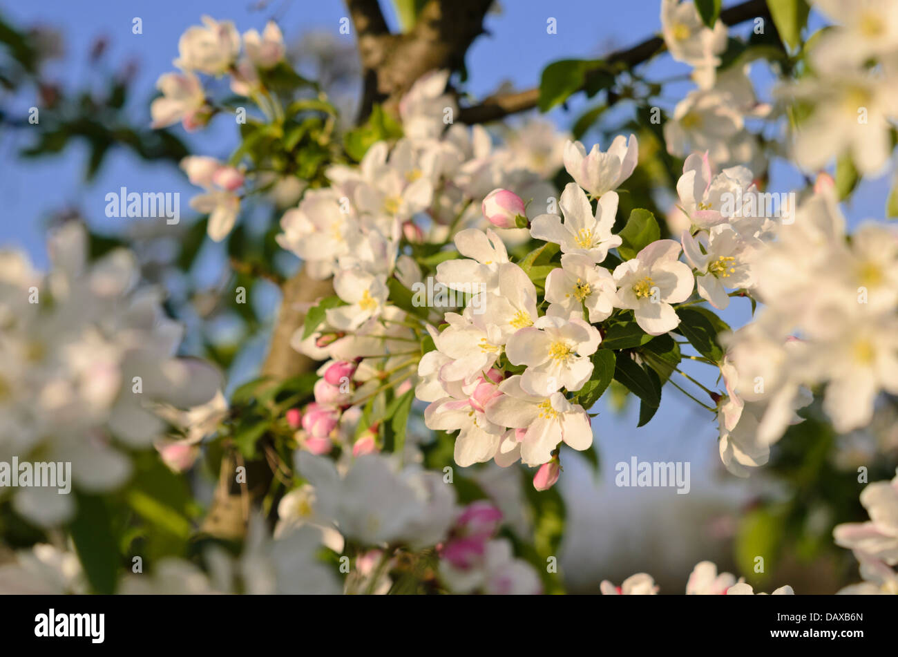 Siberian crab apple (Malus baccata Stock Photo - Alamy