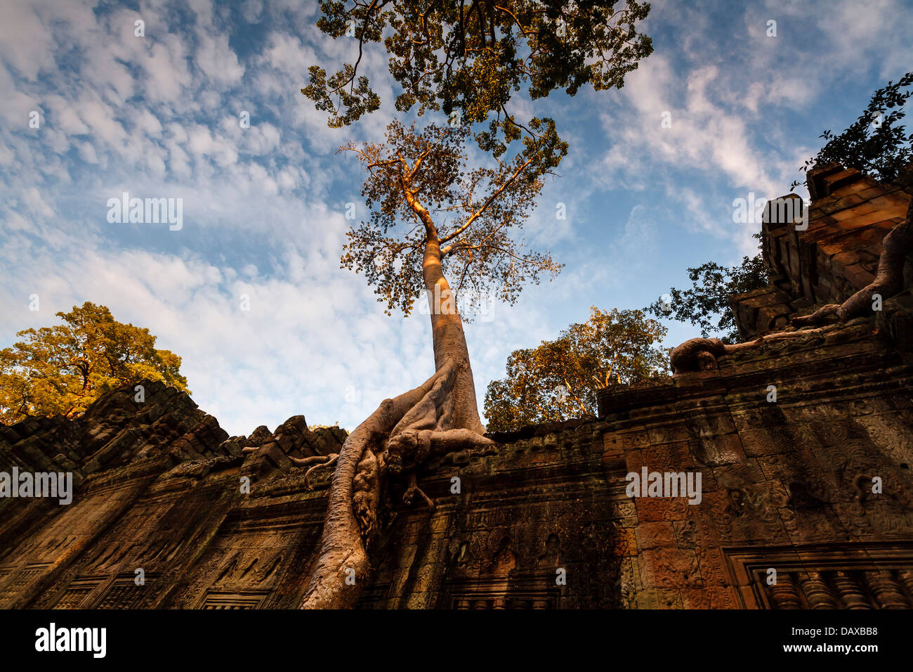 A tree emerges from the ancient ruins with its roots hanging over the ...