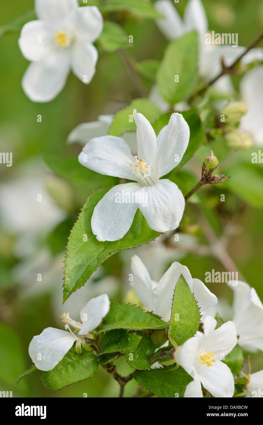 Deutzia grandiflora hi-res stock photography and images - Alamy