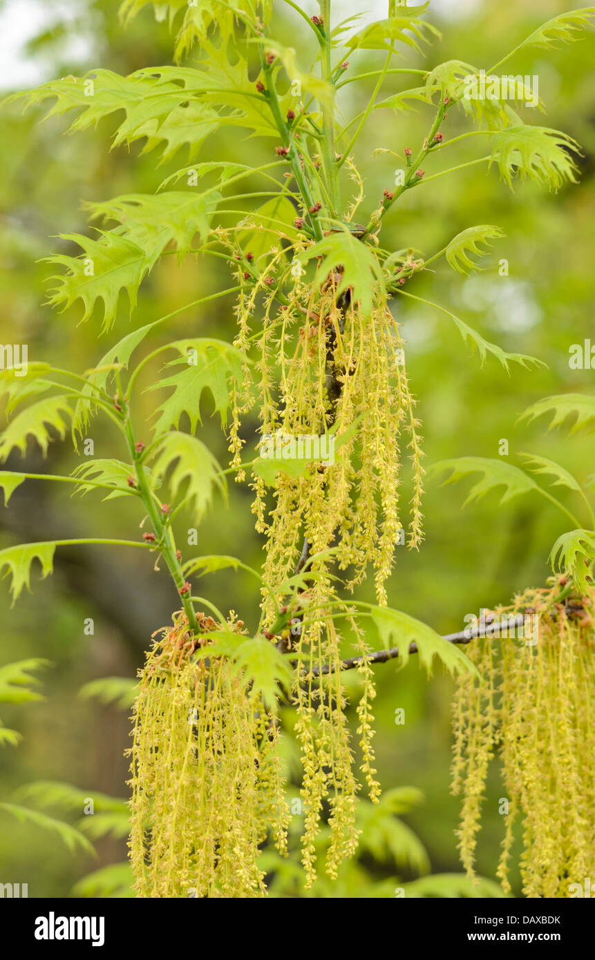 Oak tree flower hi-res stock photography and images - Alamy