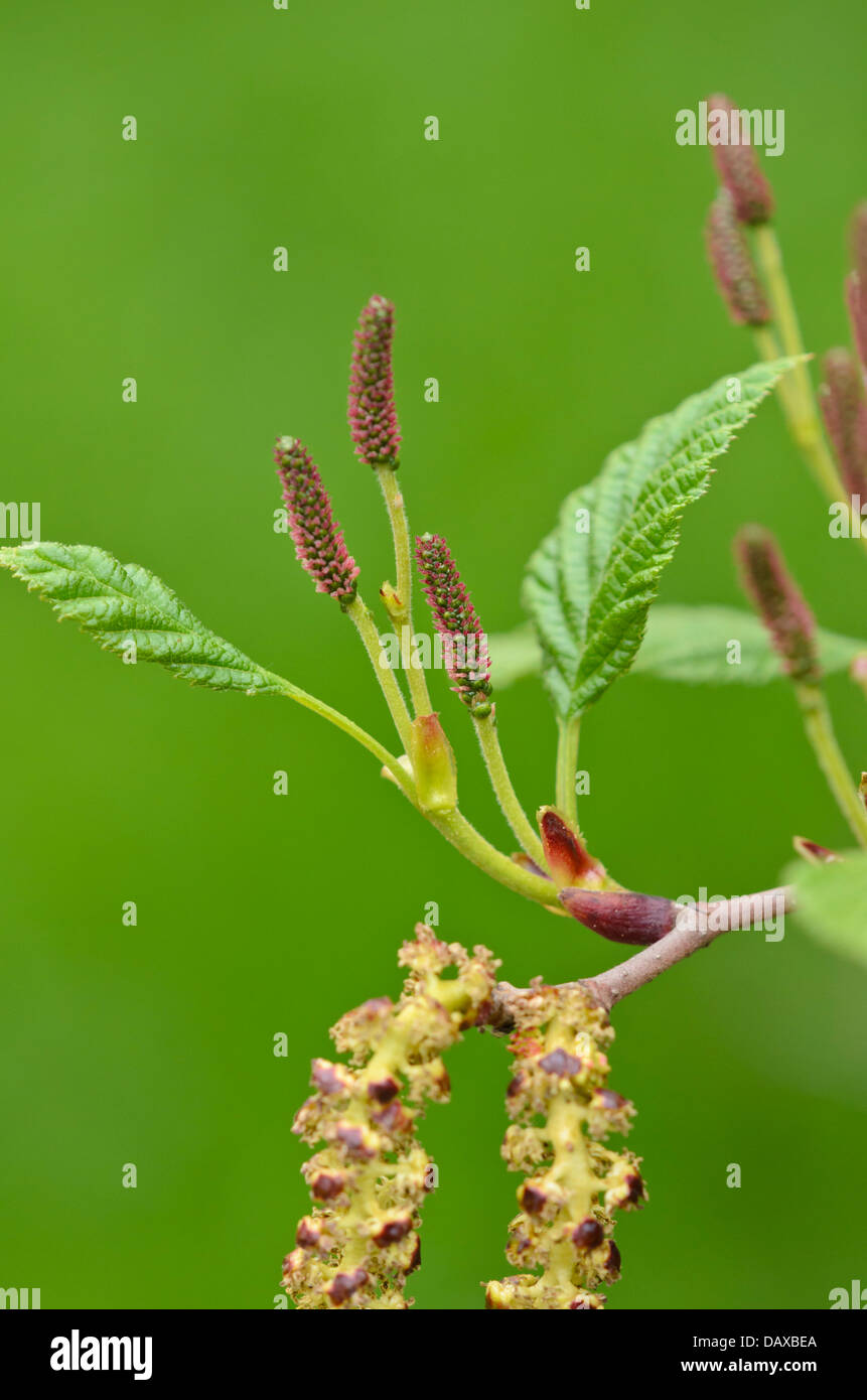 Red alder tree hi-res stock photography and images - Alamy