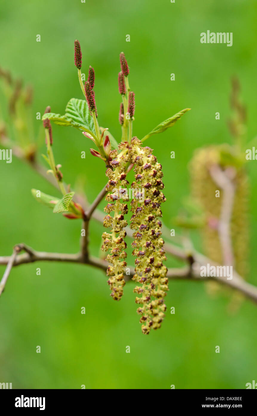 Red alder tree hi-res stock photography and images - Alamy